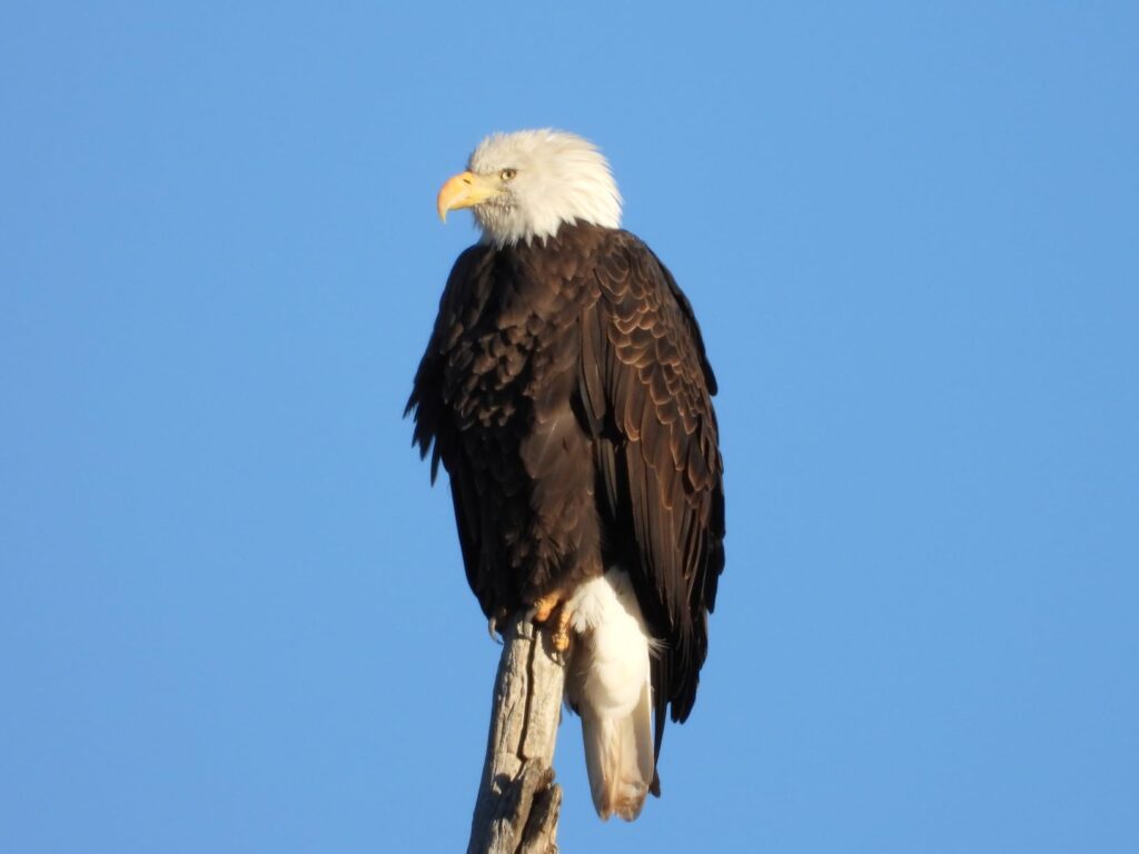 8 Best Cameras For Bird Photography (May 2026) Expert Reviews