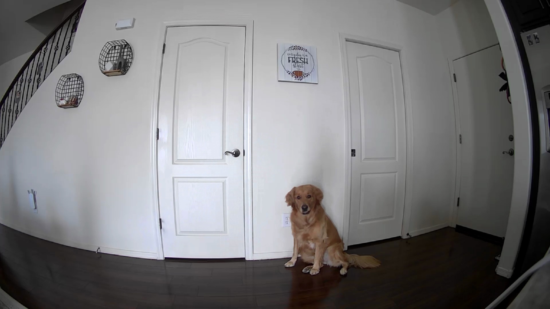 10 Best Pet Cameras with Treat Dispensers (May 2026) Expert Picks