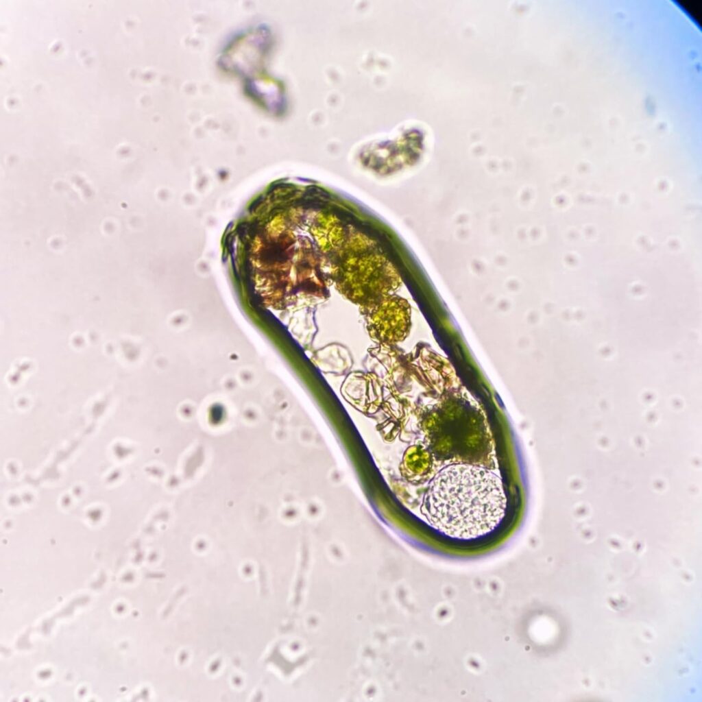 12 Best Compound Microscopes (July 2026) Ranked